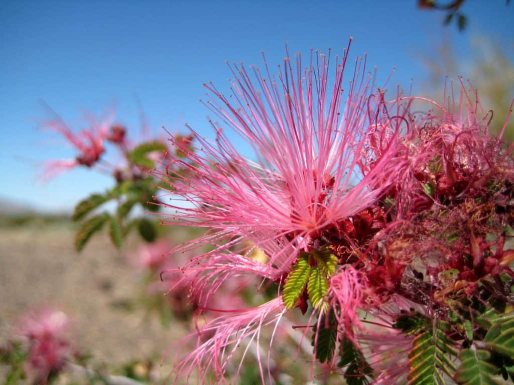 La Posa South LTVA, Quartzsite, Arizona | Camping