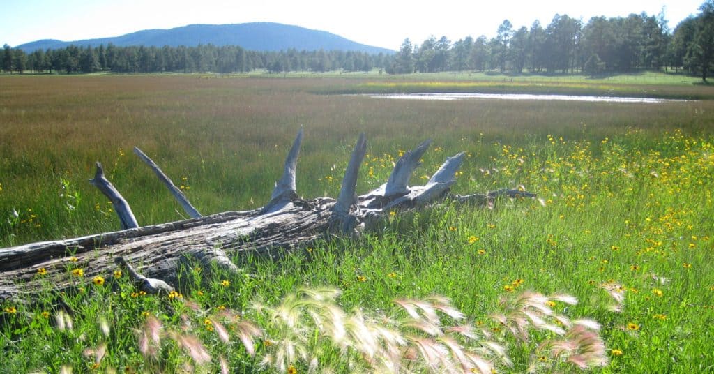 Mormon Lake, Arizona | Camping